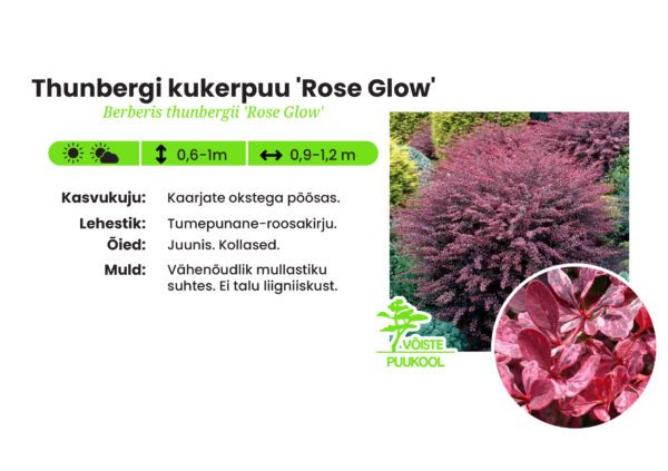 Thunbergi kukerpuu 'Rose Glow' - Võiste Puukool