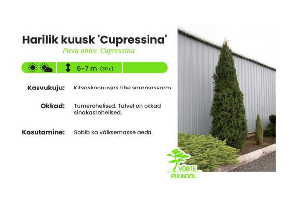 Harilik kuusk 'Cupressina' - Võiste Puukool